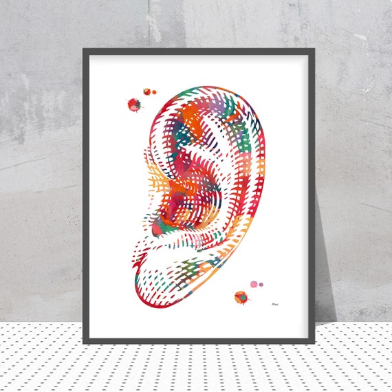 Audiology Art Print Ear Watercolor Anatomy Art Outer Ear - Etsy Australia