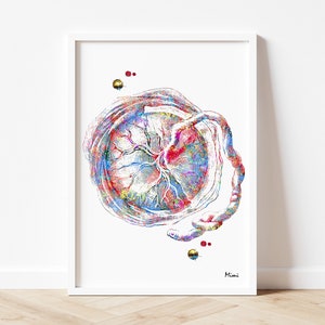 Placenta Print Gynecology Poster Placenta and Umbilical Cord Anatomy ...