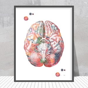 Human Brain Print Brain Bottom View Poster Neurology Art Brain Temporal ...