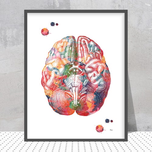 Brain Watercolor Print Anatomy Art Brain Lateral View Poster - Etsy