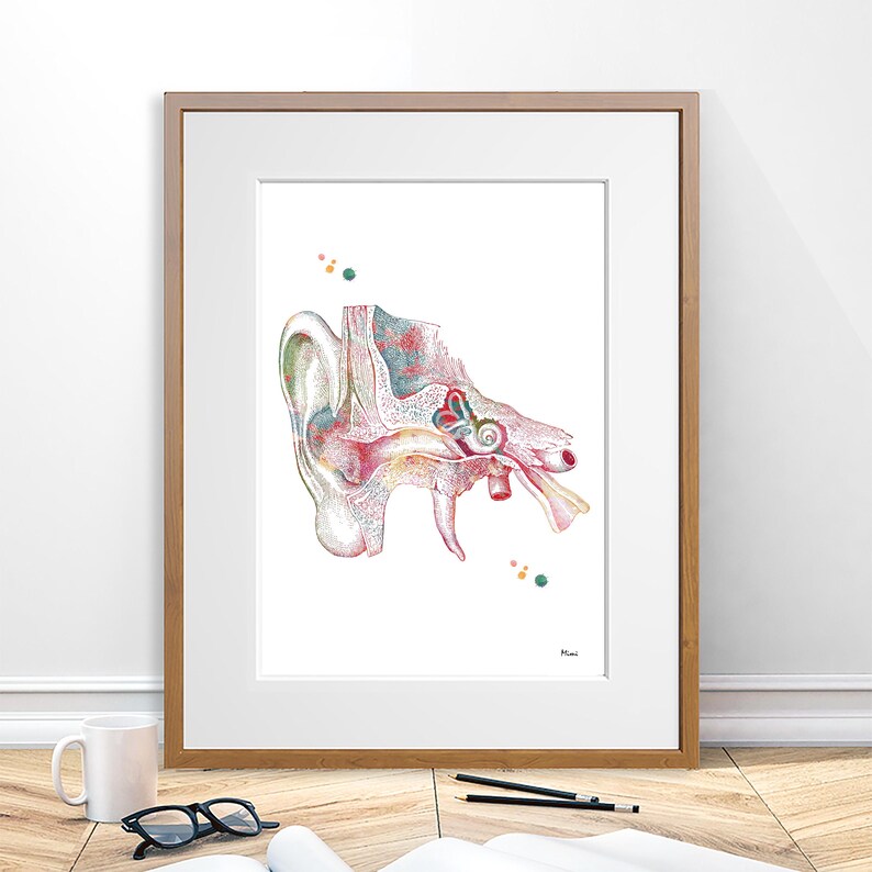 Cross Section of the Ear Print ENT Watercolor Ear Anatomy Poster ...