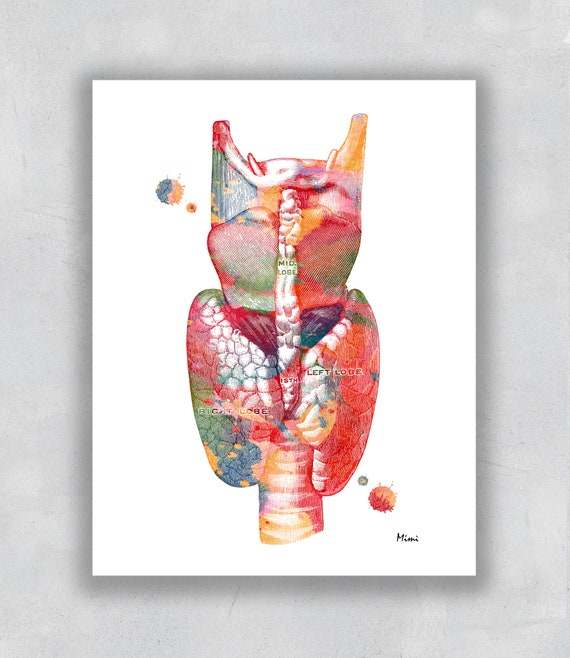 Thyroid Drawing