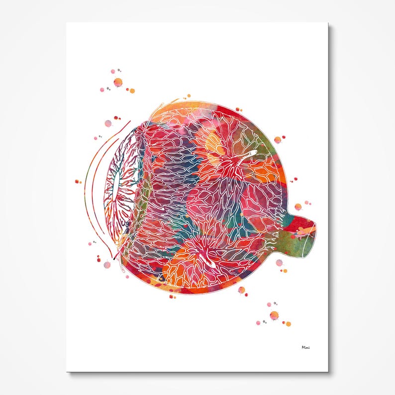 Choroid Vessels Scheme Print Eye Anatomy Watercolor Vascular Anatomy of ...