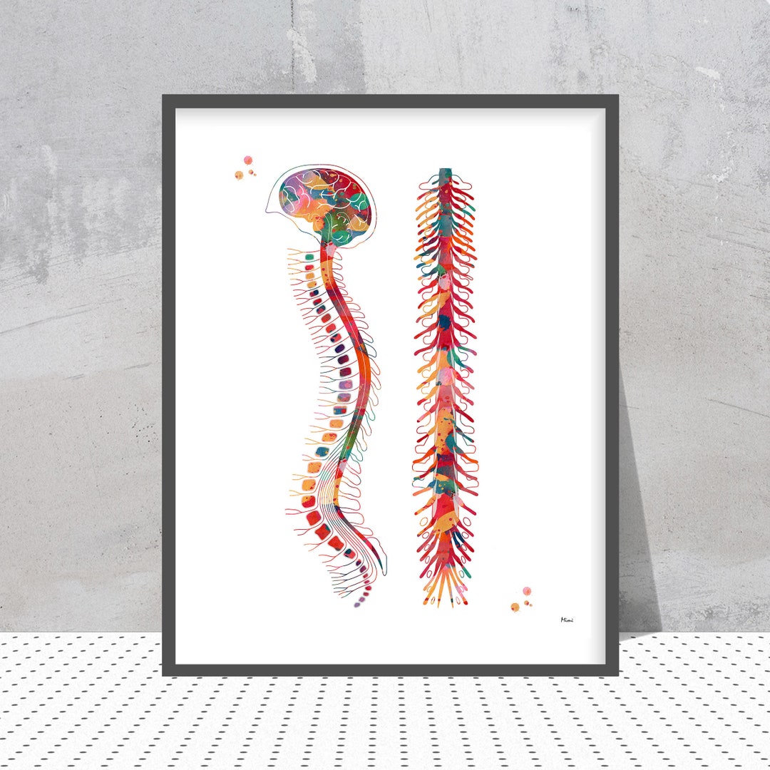 Spine Watercolor Print Anatomy Art Spinal Cord Poster Vertebral Column ...