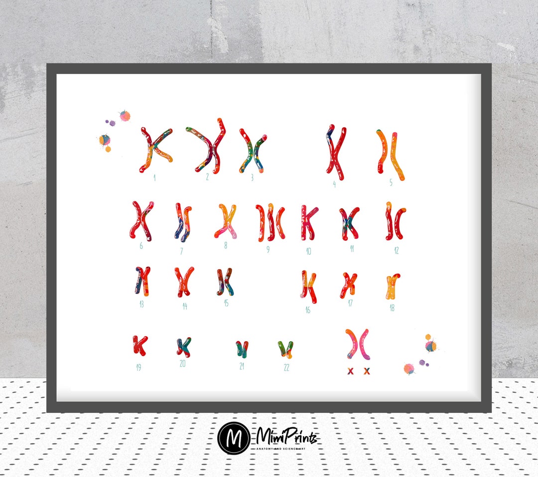 Female Chromosome Idiogram Watercolor Print Human Karyotype Genetic Art ...