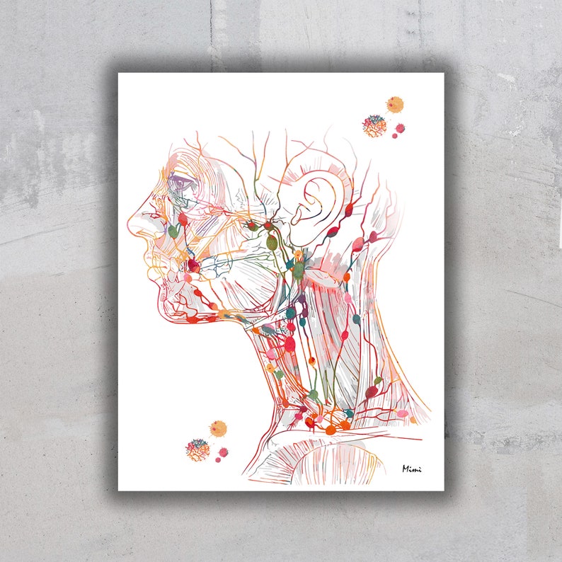Head Lymph Nodes Print Lymphatic System Anatomy Poster Lymphatic ...