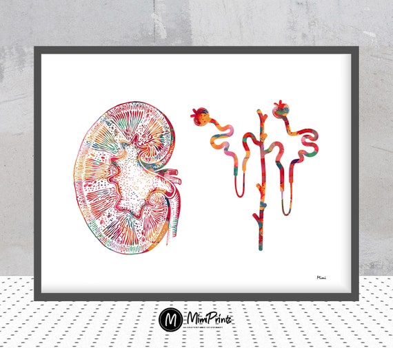 Kidney Watercolor Print Human Anatomy Kidney Poster Urology - Etsy