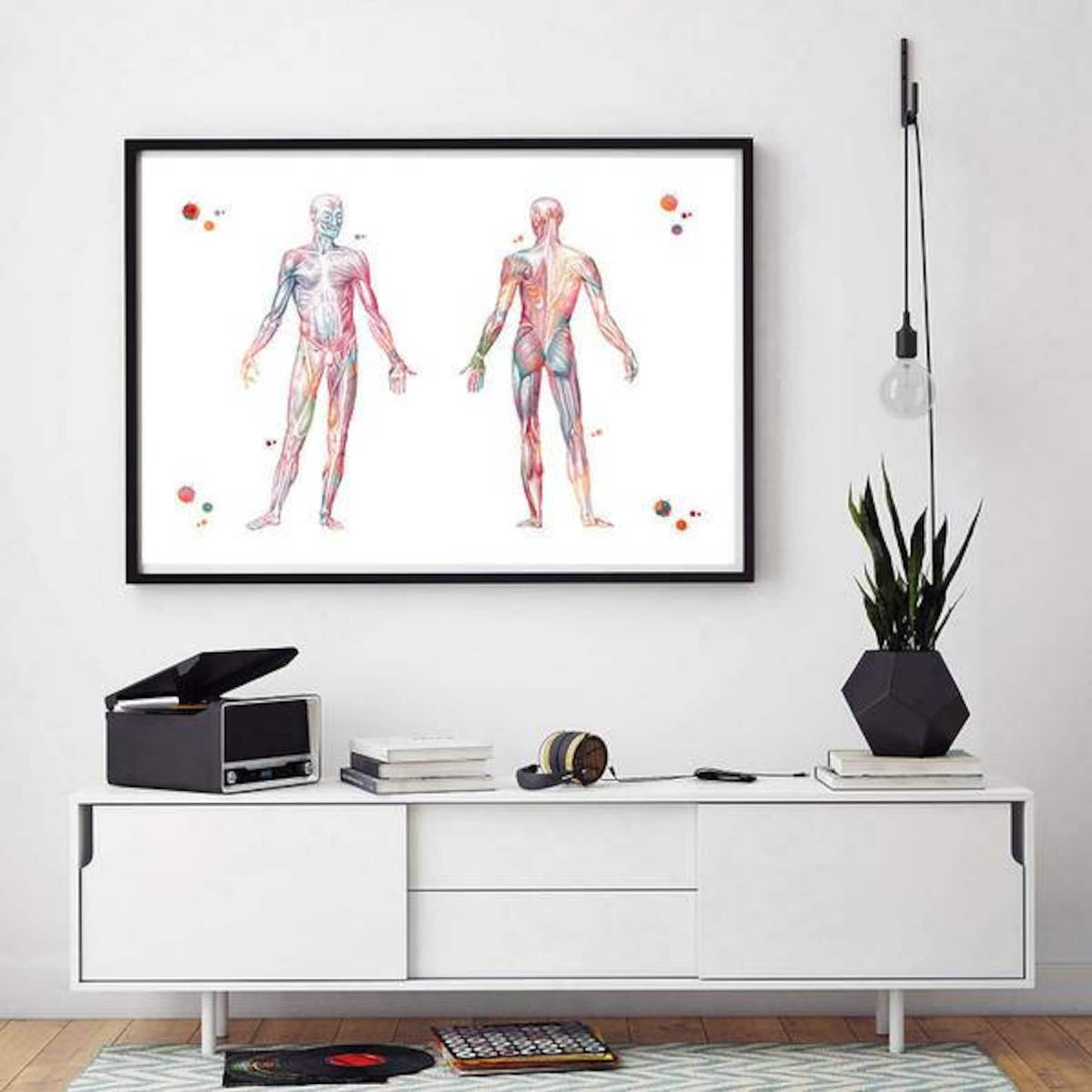 Muscular System Anatomy Print Human Body Skeletal Muscles Poster ...