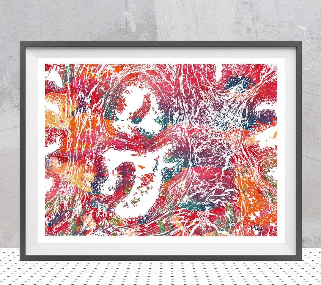 Watercolor Prostate Anatomy Print, Medical Art, Urology Clinic Decor - Etsy