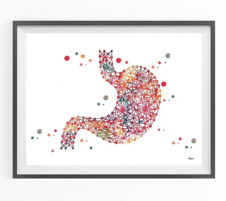 The Stomach Watercolor Print the Human Stomach Poster Medical - Etsy