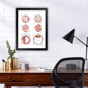 Embryogenesis Watercolor Print Medical Art Embryonic Development ...