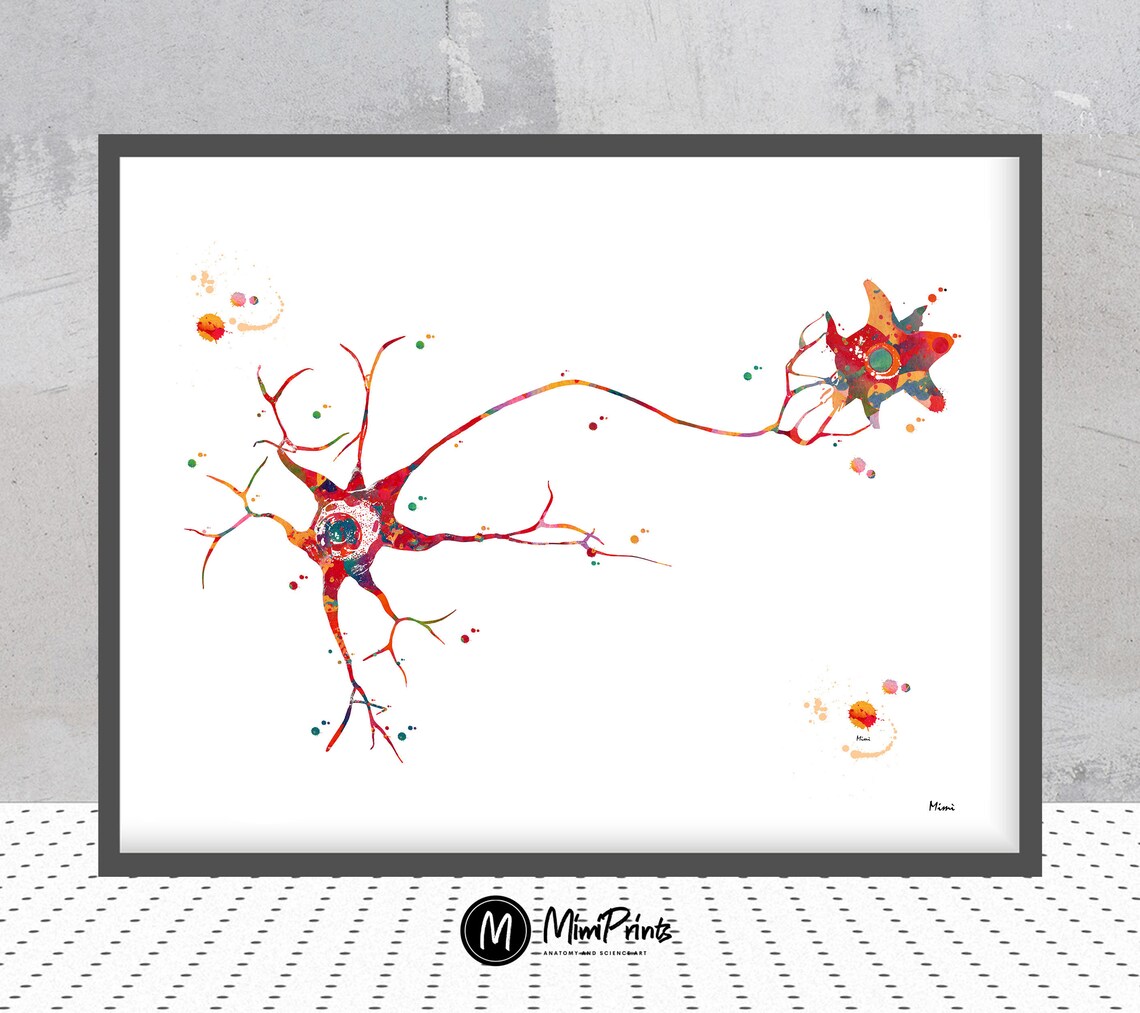 Multipolar Neuron Print Neuron With Axon and Dendrites - Etsy