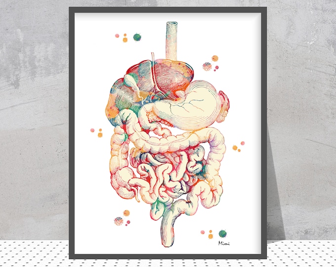 Digestive Tract Biology Poster Medical Science Watercolor Digital ...