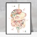 Colon Watercolor Print Abstract Medical Art Human Tissue Histology ...