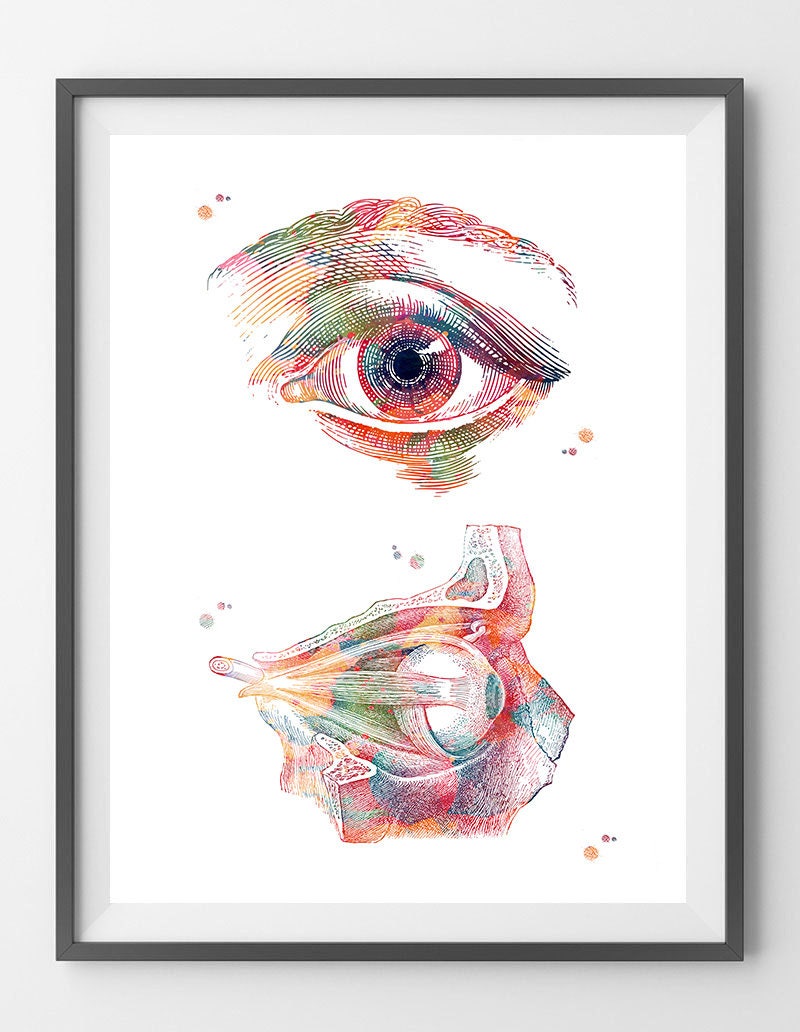 Eye anatomy watercolor print eye poster ophthalmology art | Etsy