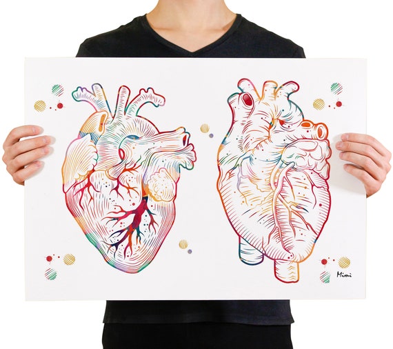 Anatomie Hart Kunst