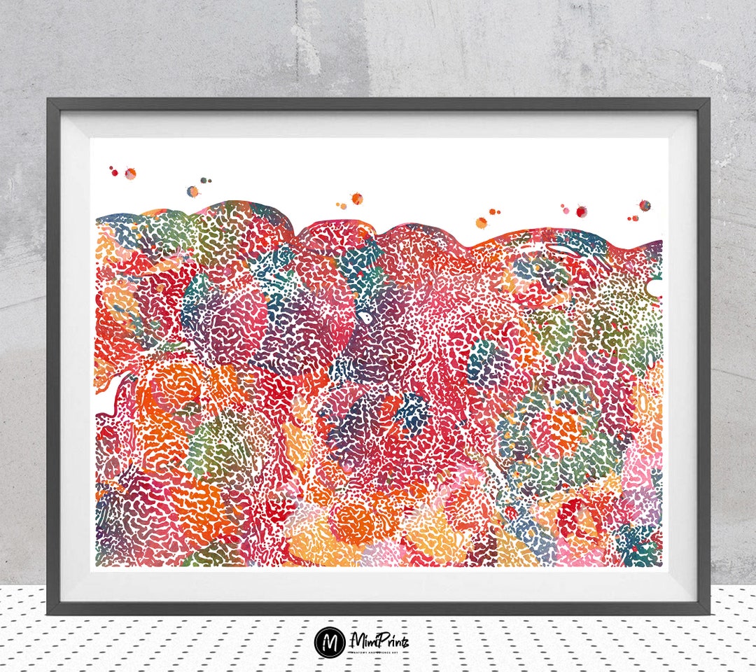 Liver Histology Print: Watercolor Medical Art, GI Doctor Gift - Etsy