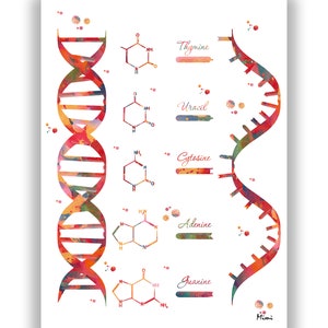 DNA and RNA Structure Science Art Print Rna Genetics Art Poster ...