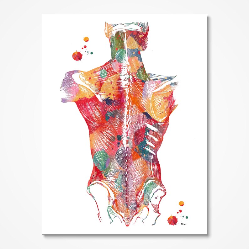 Back Muscles Anatomy Art Print, Watercolor Human Body Poster - Etsy