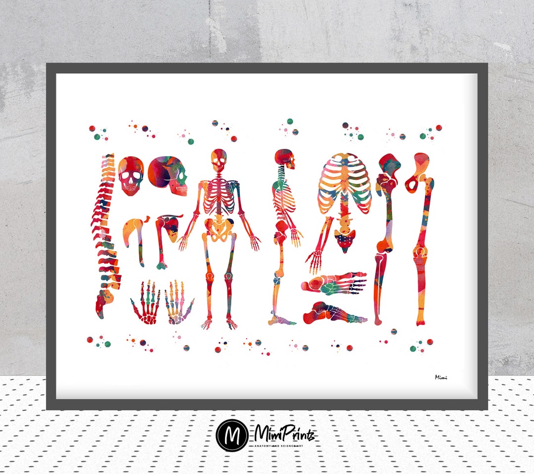 Human Body Skeletal System Watercolor Print Anatomy Art Medical Art ...