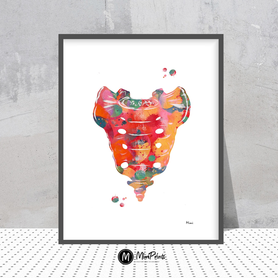 Sacrum Bone Watercolor Print the Sacrum Anatomy Art Poster - Etsy