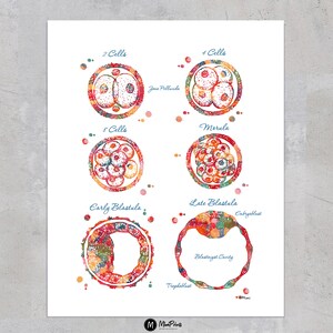Embryogenesis Watercolor Print | Medical Art, IVF Clinic Decor - Etsy
