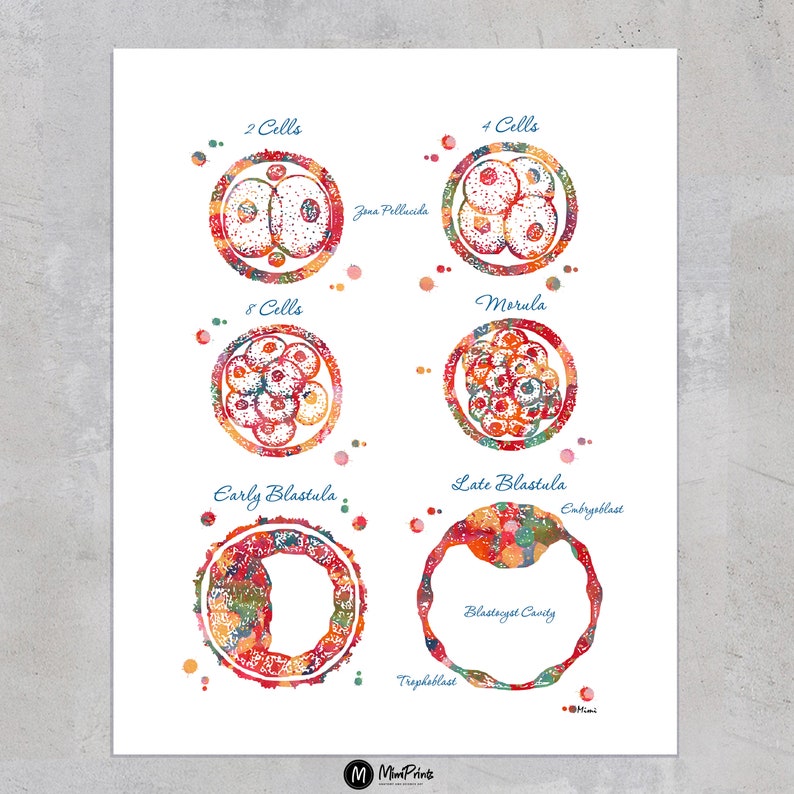 Embryogenesis Watercolor Print Medical Art Embryonic Development ...
