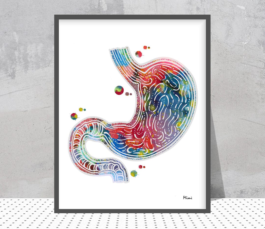 Stomach Anatomy Print Human Body Organs Poster Abstract Anatomy of the ...