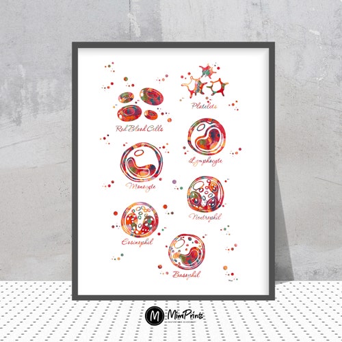 Blood Cells Anatomy Watercolor Print Hematology Poster Red - Etsy