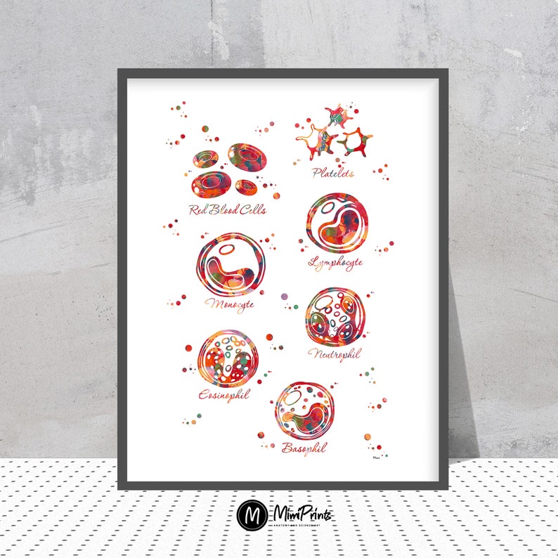 Blood Cells Anatomy Watercolor Print Hematology Poster Red - Etsy