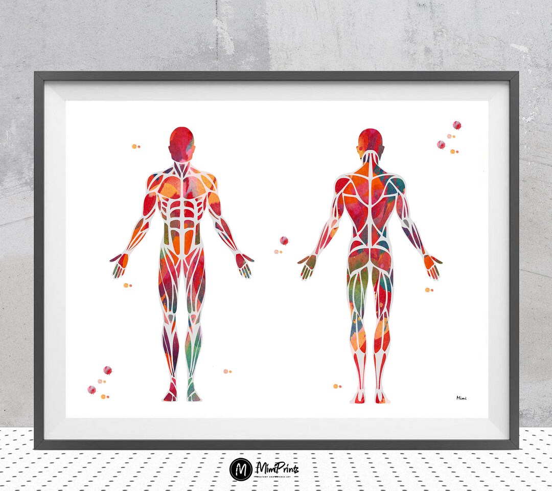 Male Muscular System Print Anatomy of the Skeletal Muscles Poster ...