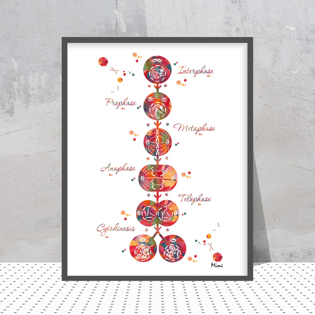 Mitosis Science Art Print Cell Division Watercolor Poster Cell ...