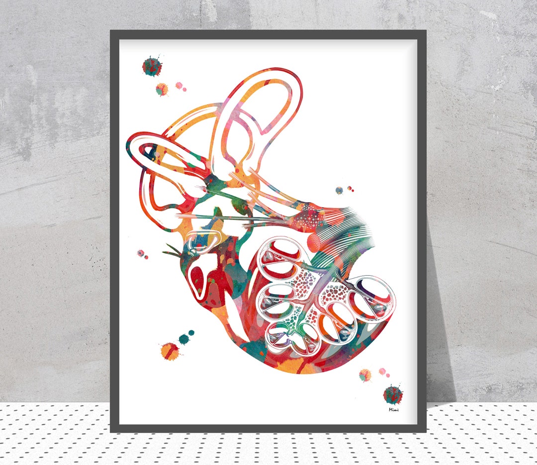 Inner Ear Print Cochlear Duct Watercolor Cochlea Structure Anatomy ...