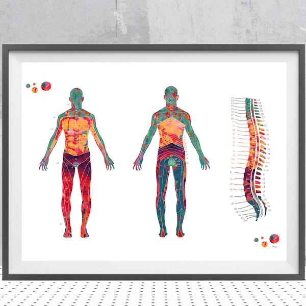 Dermatome Map - Etsy