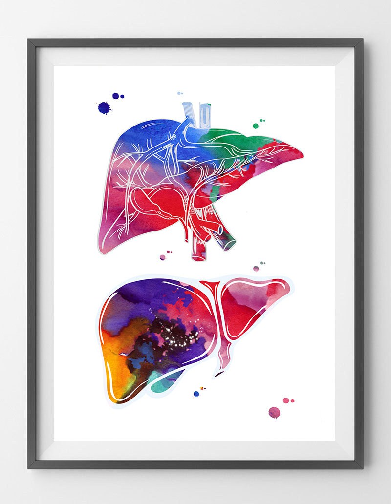 Anatomical Liver watercolor print anatomy art illustration | Etsy
