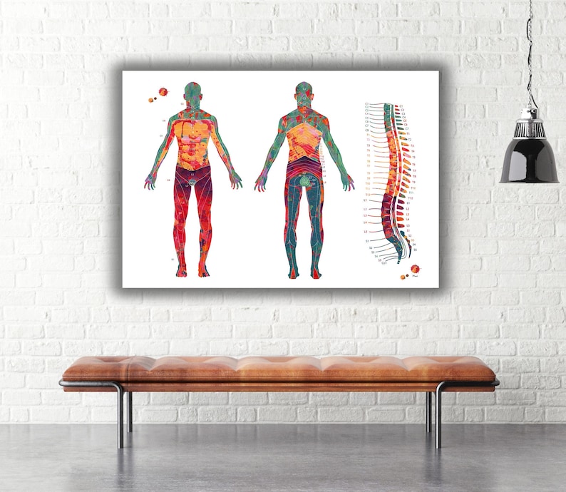 Dermatome Map Watercolor Print, Spinal Sensory Nerves, Orthopedy Art ...
