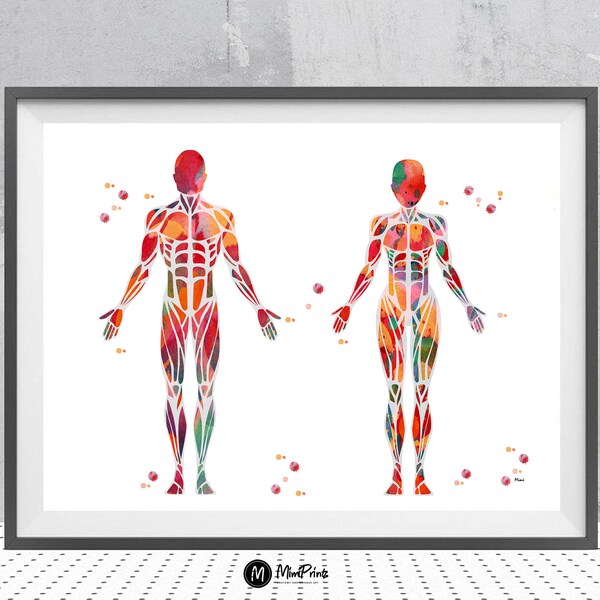 Male and Female Muscle Anatomy Poster - Etsy