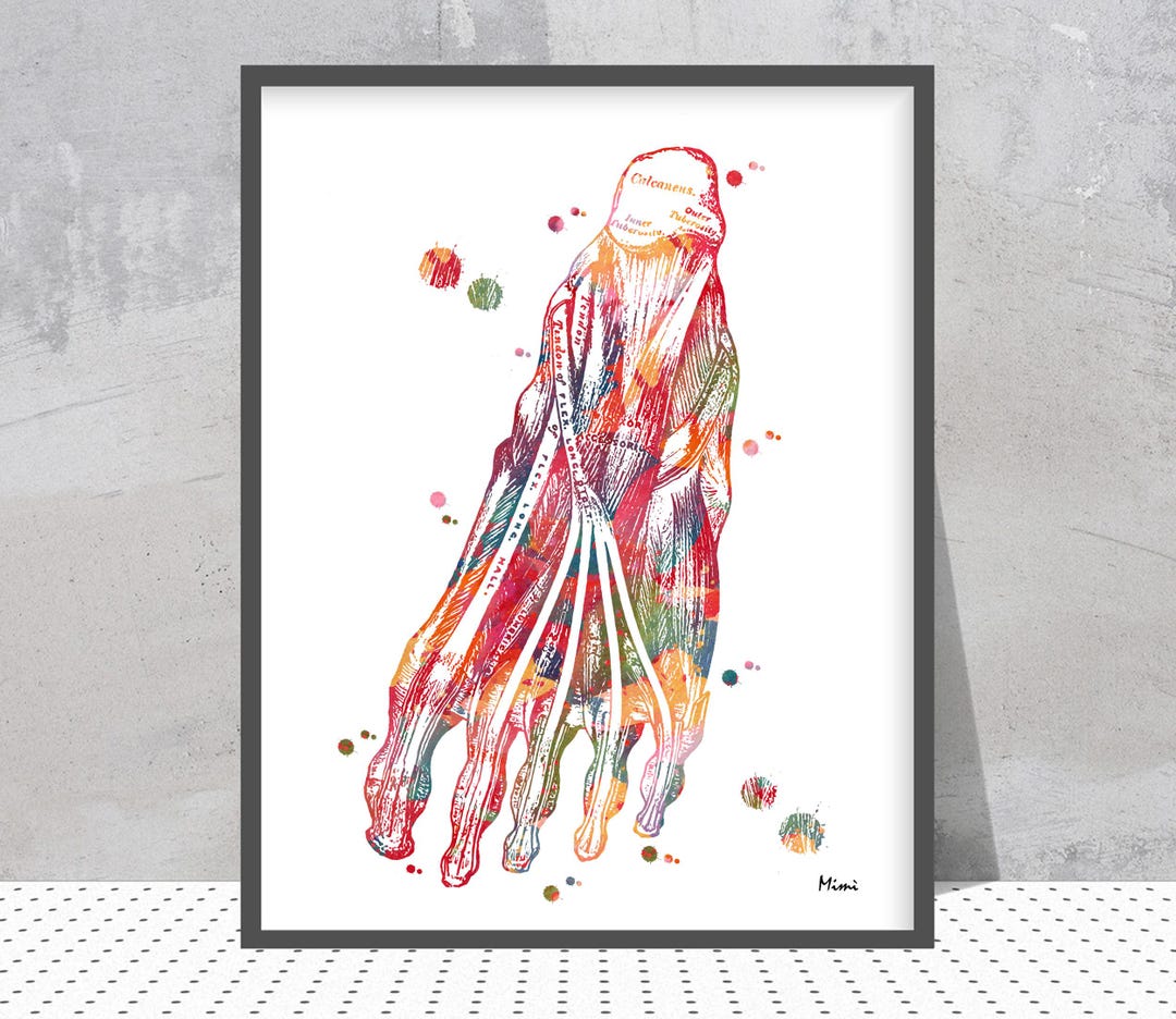 Foot Muscles and Ligaments Anatomy Print Orthopedy Watercolor Medical ...