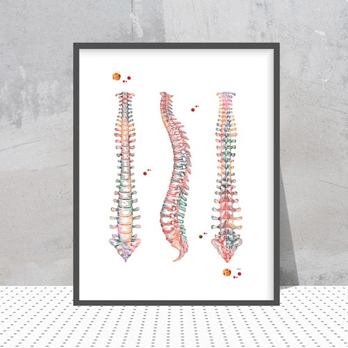 Spinal Anatomy Print Vertebral Column Vertebral Structure - Etsy