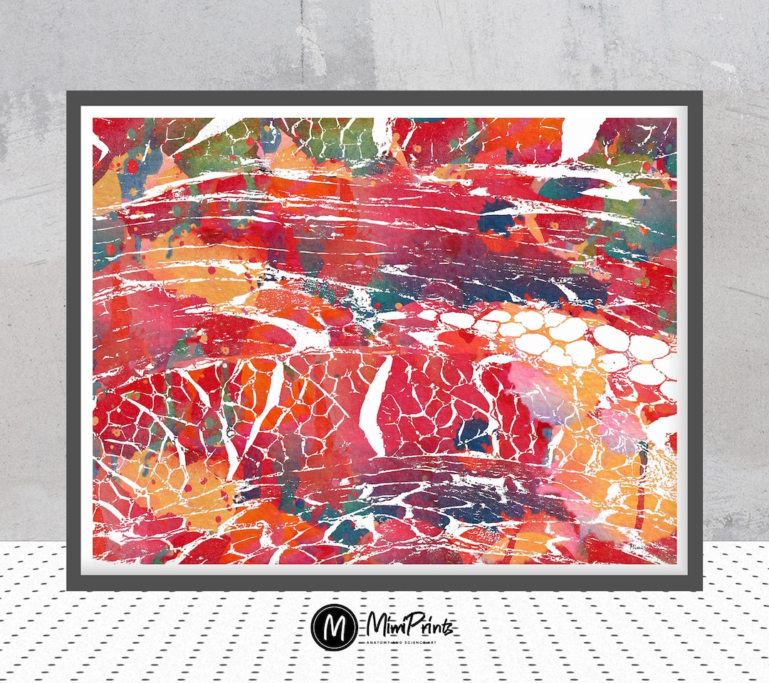 Skeletal Muscle Fiber Histology Print Poster Striated Skeletal Muscle ...