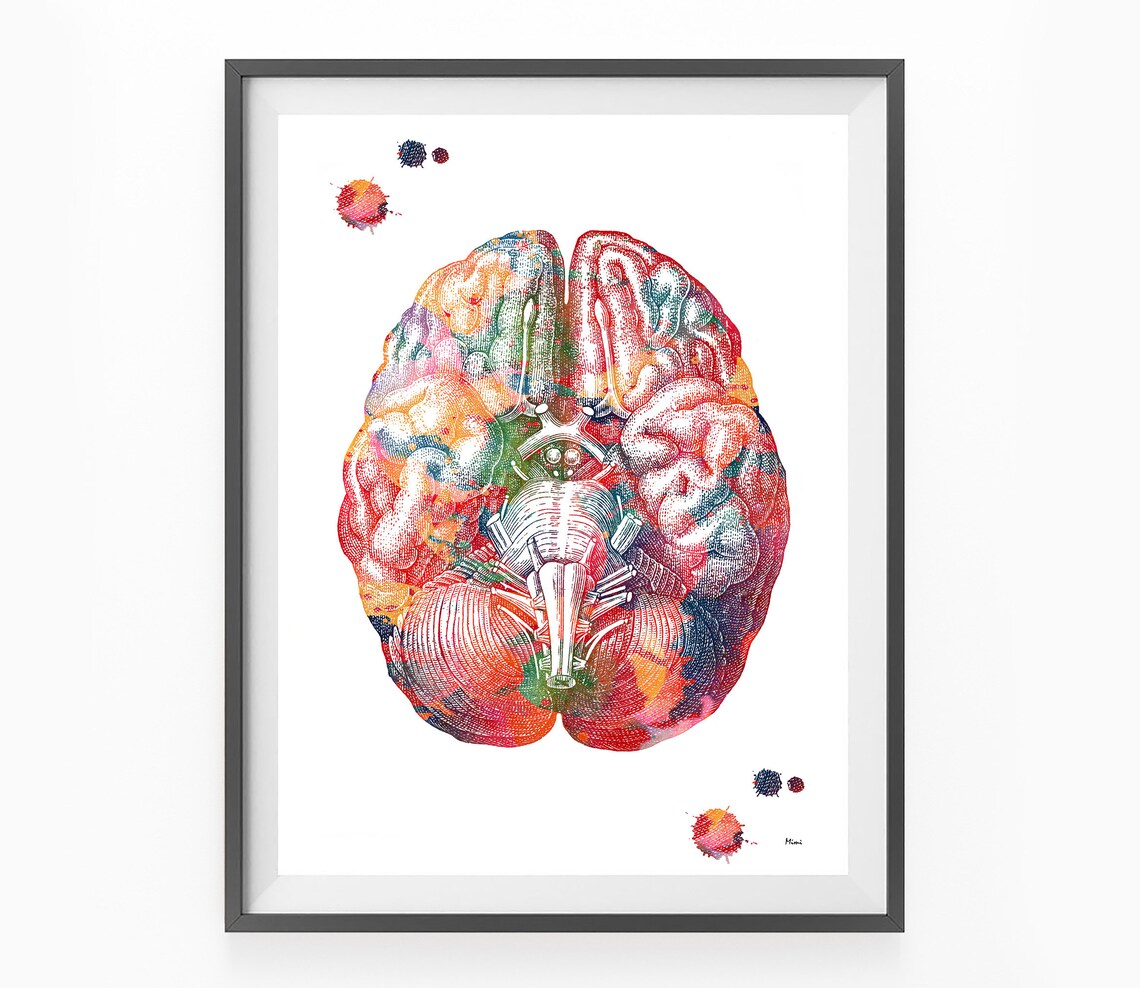Human Brain Print Brain Bottom View Poster Neurology Art Brain - Etsy
