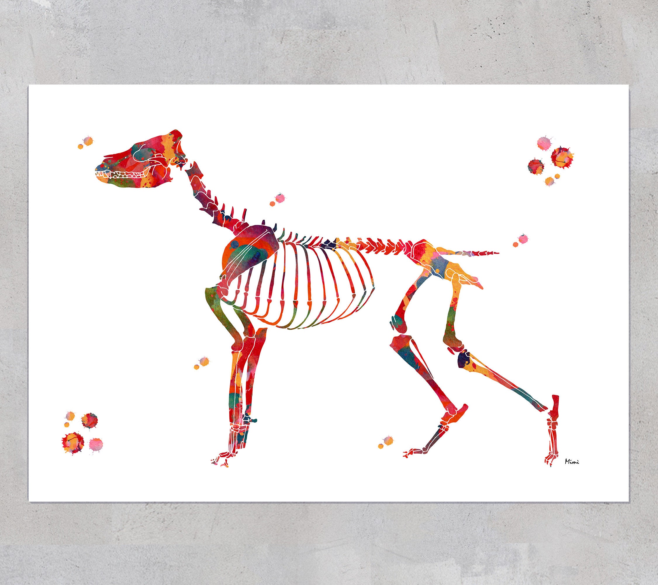 Dog Skeleton Diagram