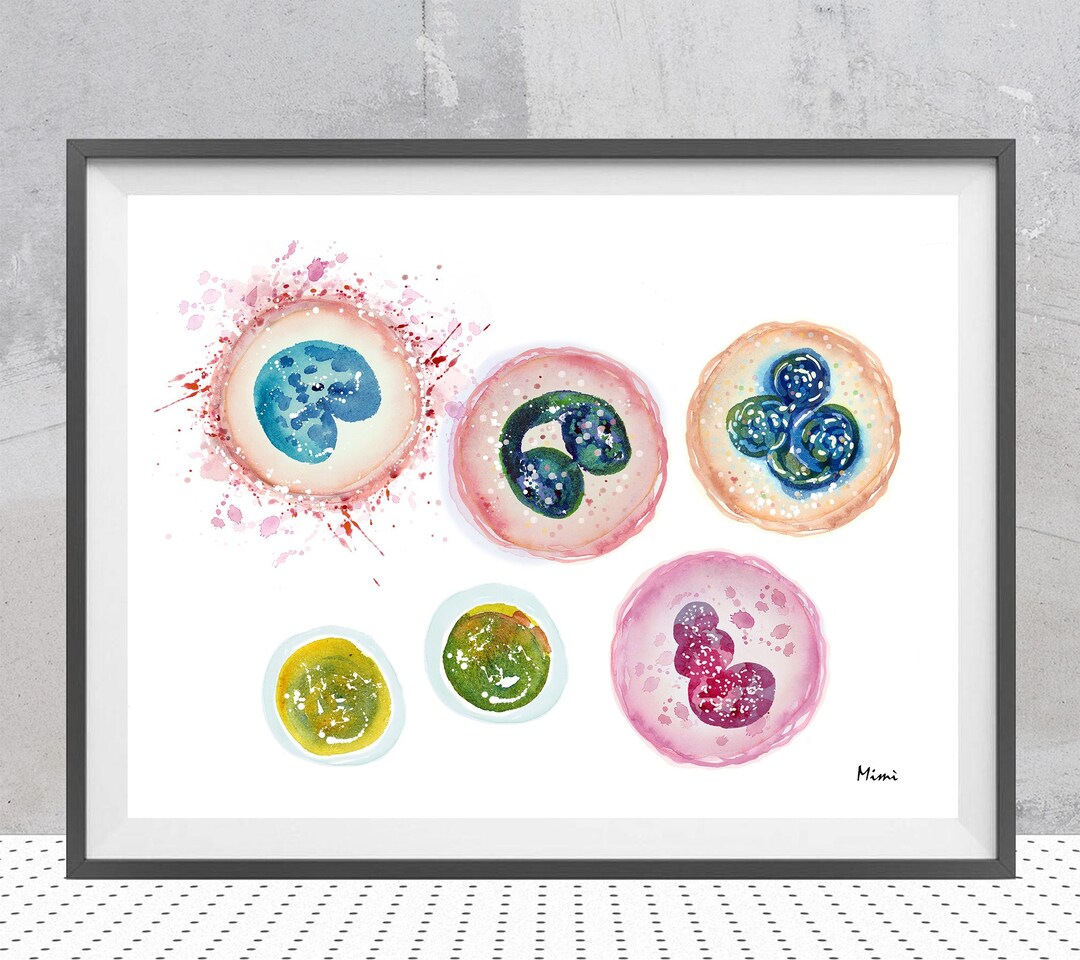 White Blood Cells Anatomy Print - Leukocytes Watercolor - Hematology ...