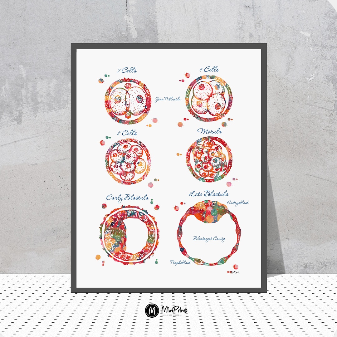 Embryogenesis Watercolor Print Medical Art Embryonic Development ...