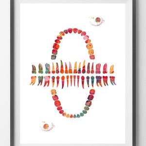 Teeth Row Diagram: Maxillary and Mandibular Teeth Illustration, Dental ...
