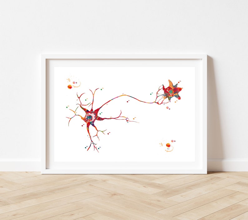 Multipolar Neuron Print Neuron With Axon and Dendrites - Etsy