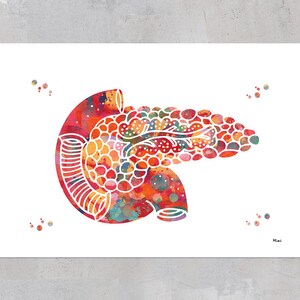 Pancreas Watercolor Print Human Anatomy Internal Organs Pancreas Poster ...