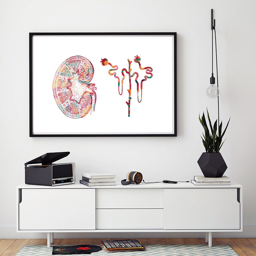 Kidney Watercolor Print Human Anatomy Kidney Poster Urology Nephron and ...