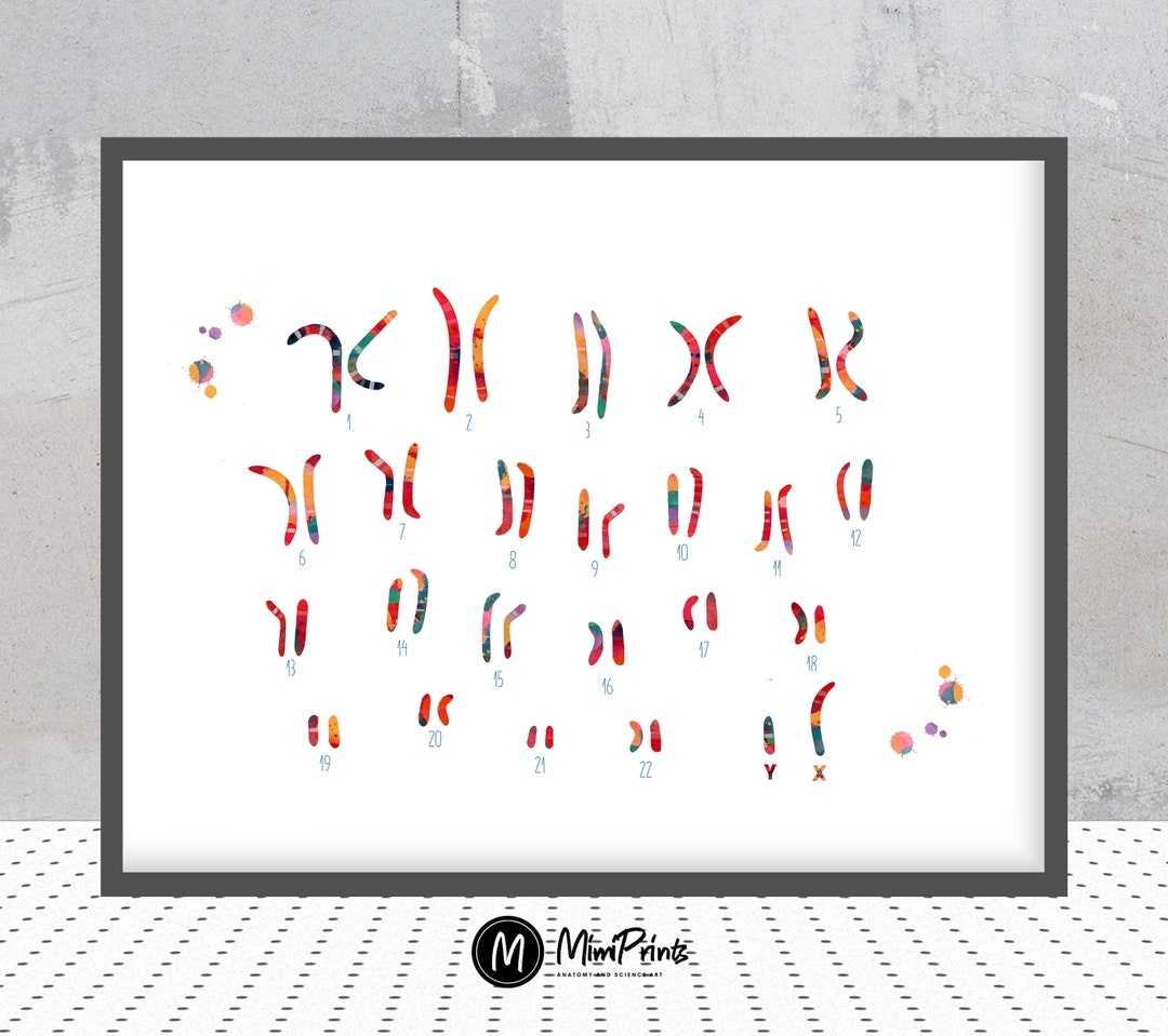 Male Chromosome Idiogram Watercolor Print Human Karyotype Genetic Art ...