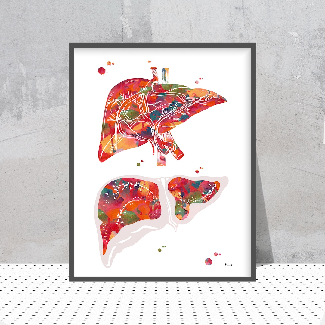 Anatomical Liver Print Colorful Anatomy Poster Liver Medical Art ...
